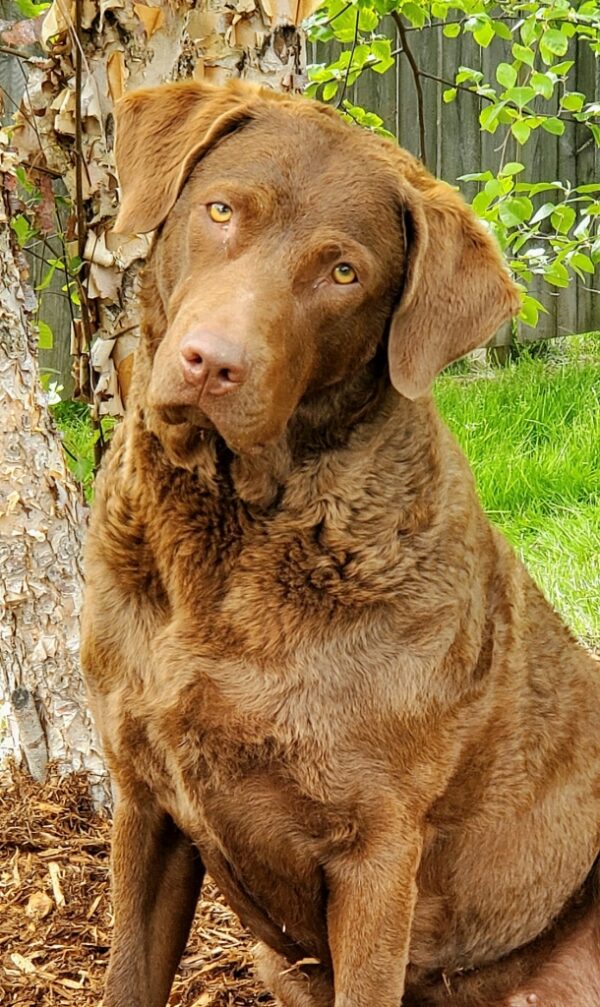 Our Dogs – Shore Acres Chesapeakes